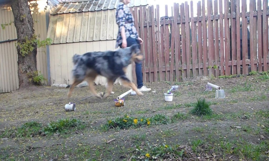 Improve Your Dog's Strength, Stride, and Core with Homemade Cavaletti ...